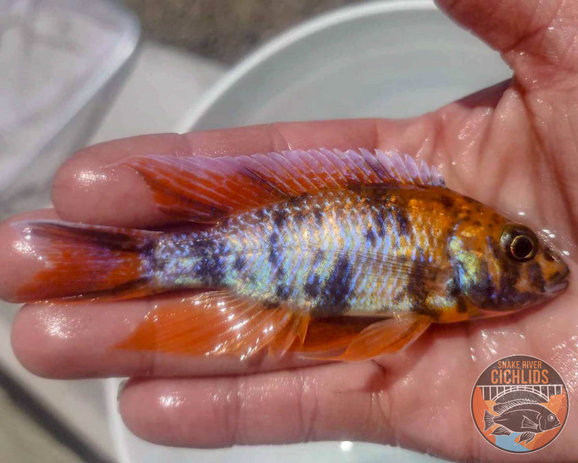Eureka Red Jake OB Cichlid – Snake River Cichlids