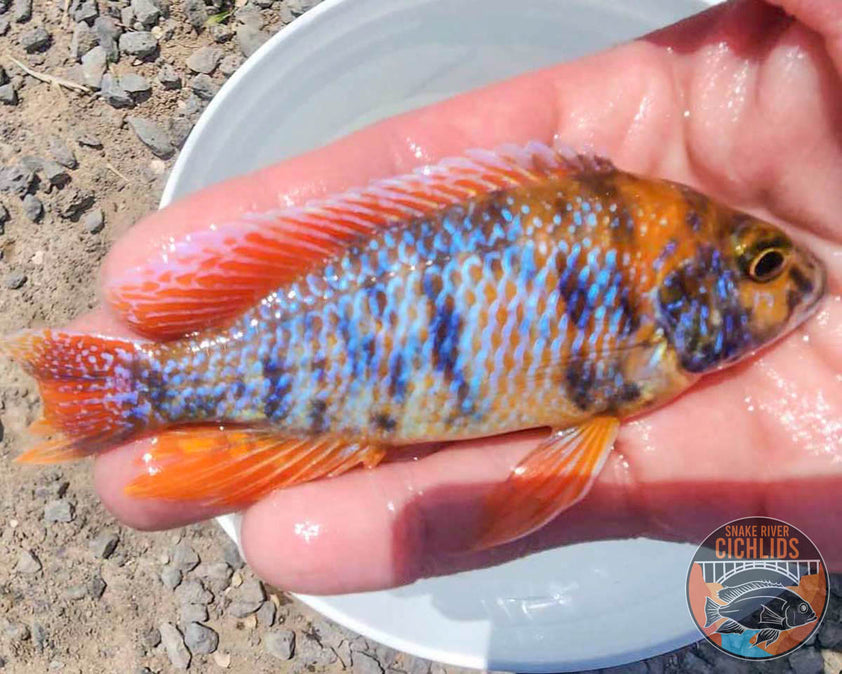 Eureka Red Jake OB Cichlid – Snake River Cichlids
