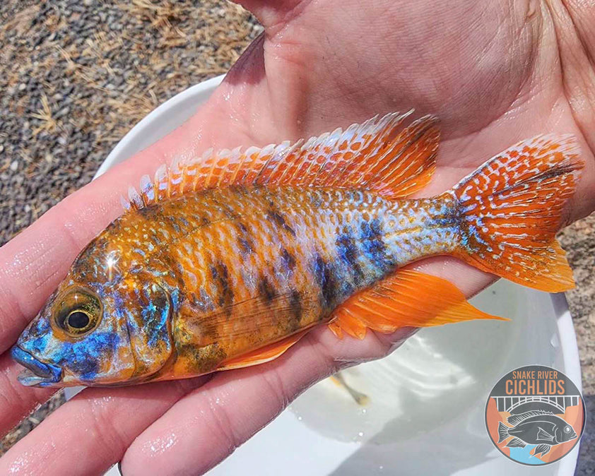 Eureka Red Jake OB Cichlid – Snake River Cichlids