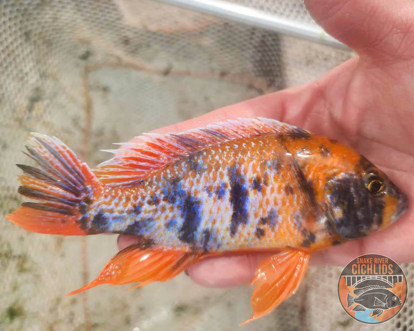 Eureka Red Jake OB Cichlid – Snake River Cichlids