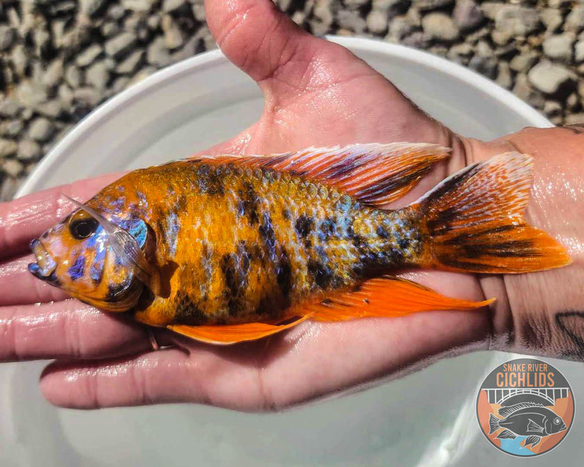 Eureka Red Jake OB Cichlid – Snake River Cichlids