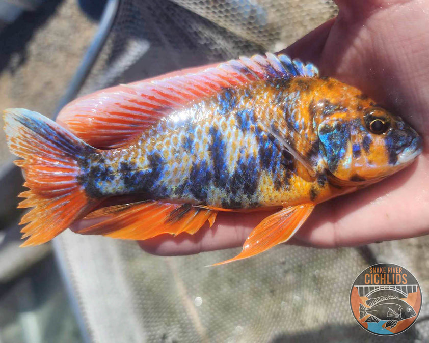 Eureka Red Jake OB Cichlid – Snake River Cichlids