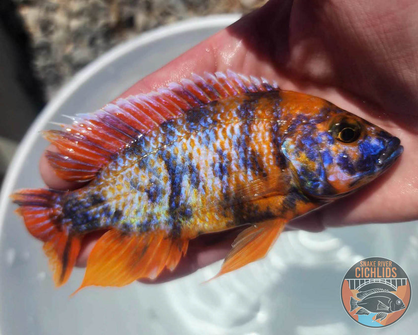 Eureka Red Jake OB Cichlid – Snake River Cichlids