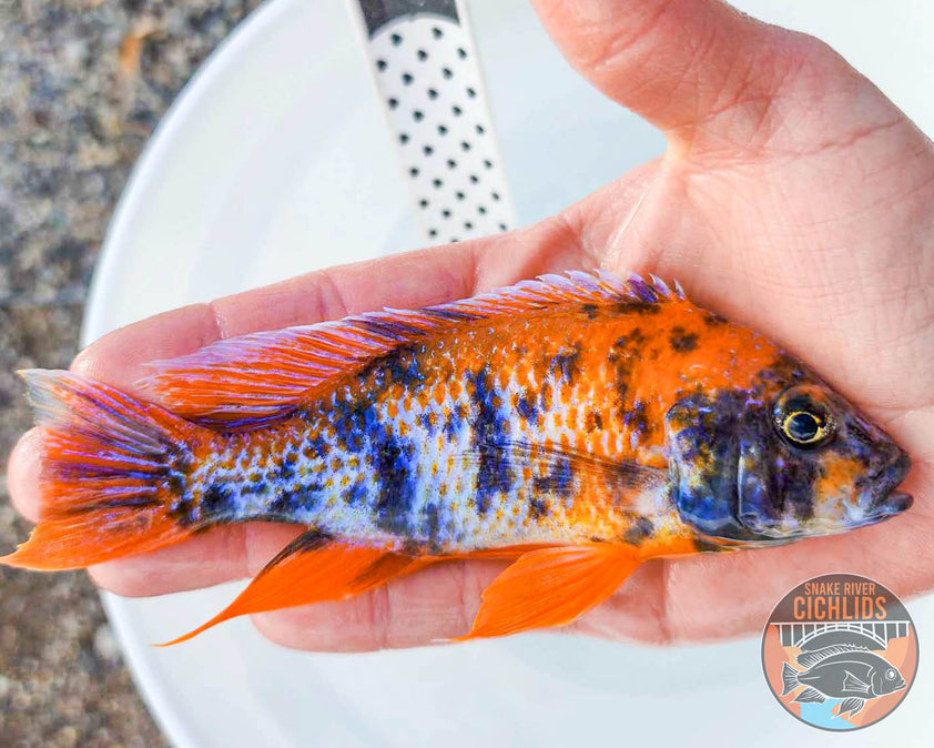 Eureka Red Jake OB Cichlid – Snake River Cichlids
