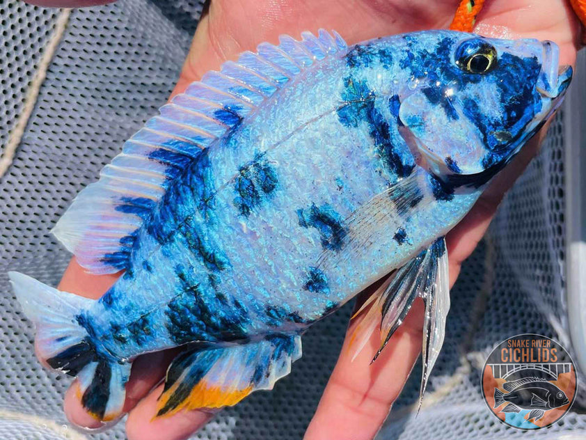 Fryeri OB Cichlid – Snake River Cichlids