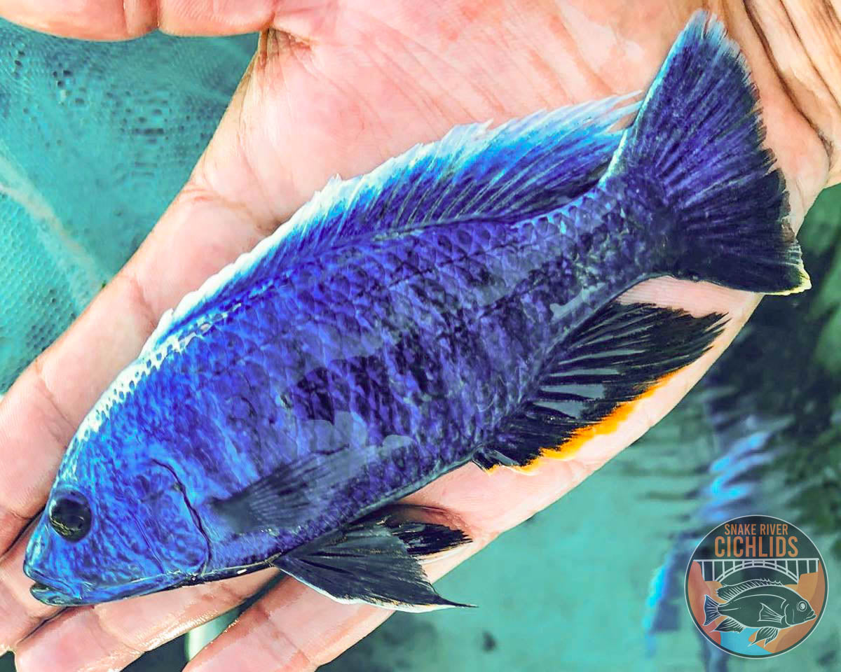 Iceberg Fryeri Hap Cichlid – Snake River Cichlids