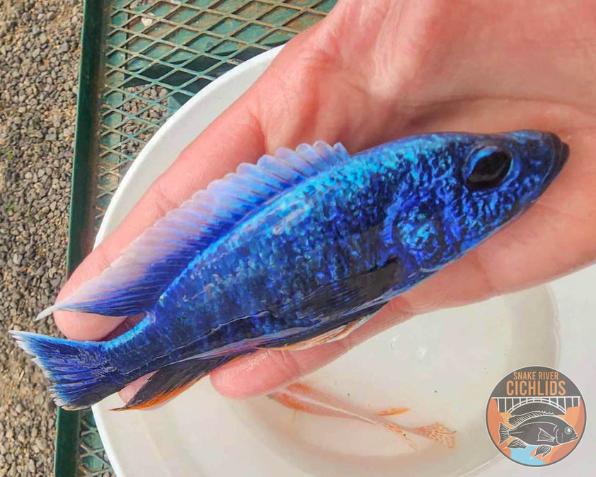 Iceberg Fryeri Hap Cichlid – Snake River Cichlids
