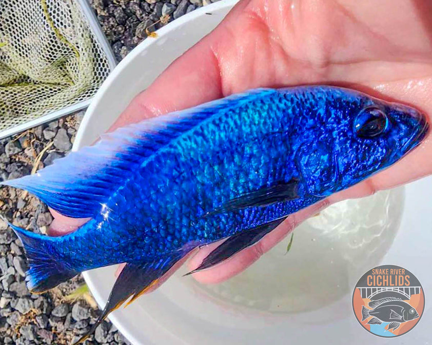 Iceberg Fryeri Hap Cichlid – Snake River Cichlids