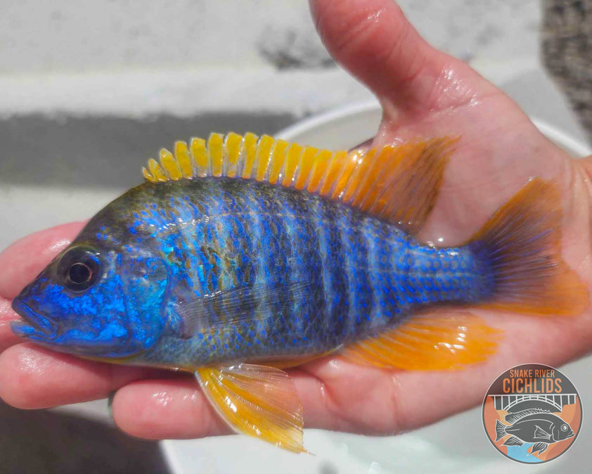 Lemon Jake Peacock Cichlid – Snake River Cichlids
