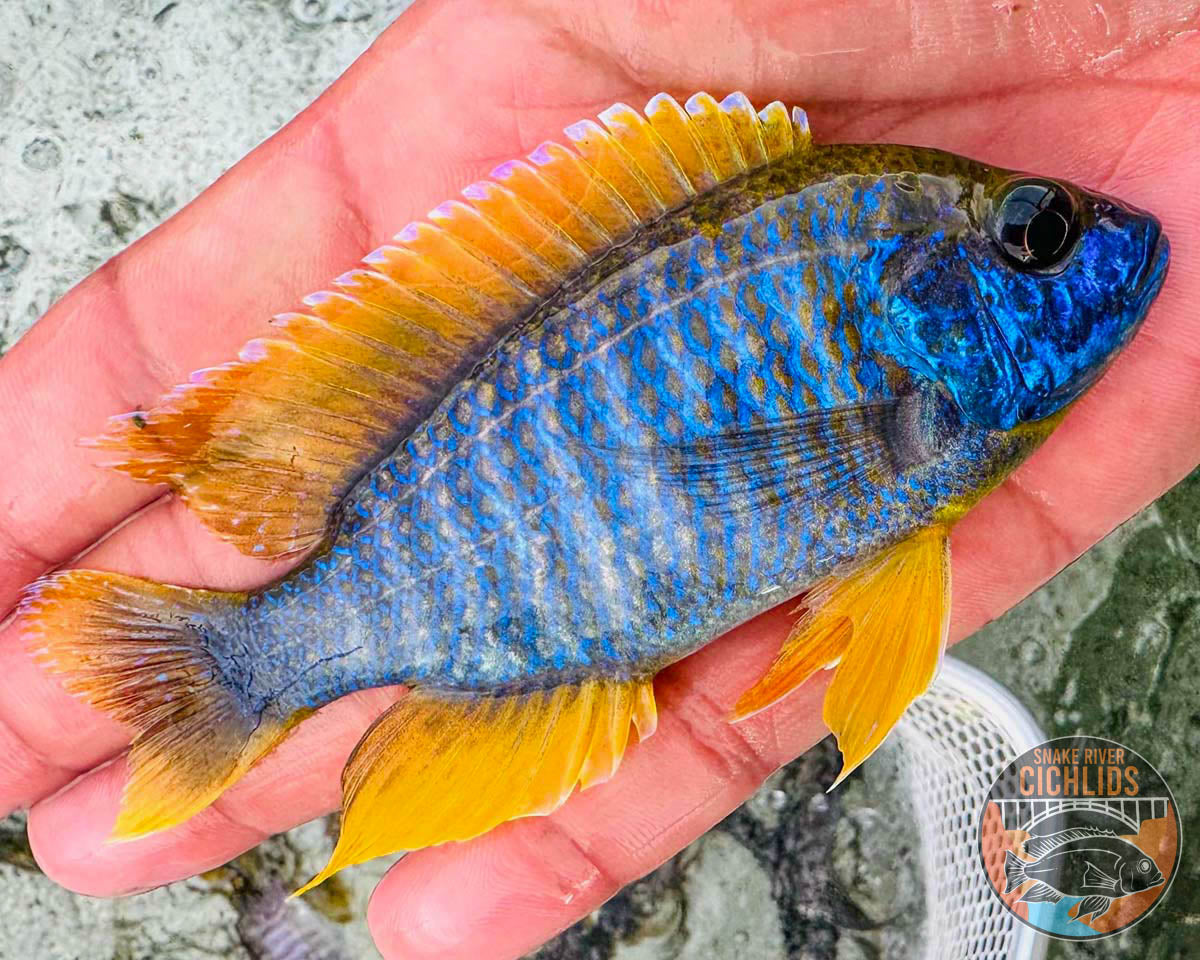 Lemon Jake Peacock Cichlid – Snake River Cichlids