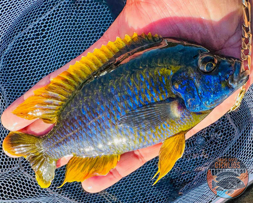 Lemon Jake Peacock Cichlid – Snake River Cichlids