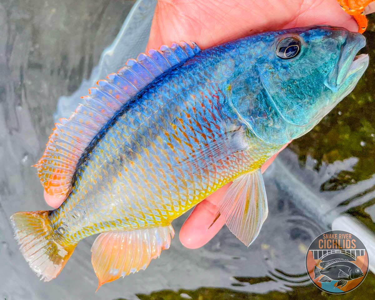 Malawi Hawk Cichlid – Snake River Cichlids