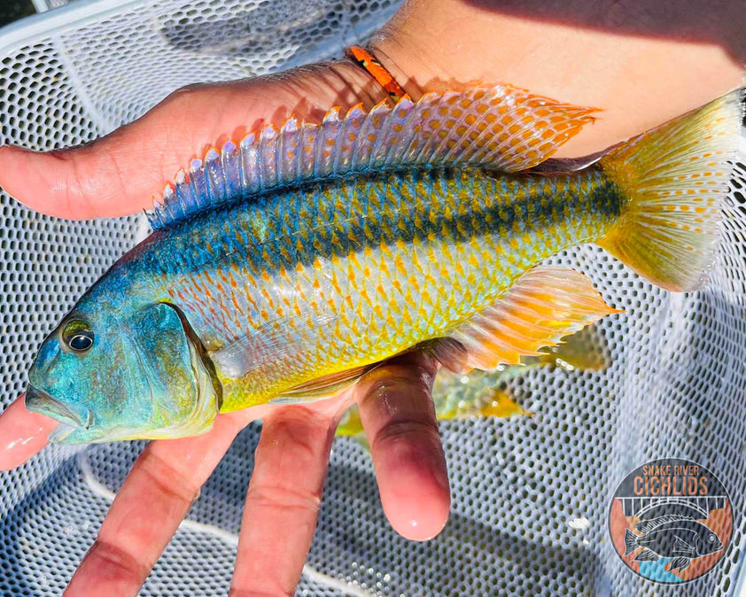 Malawi Hawk Cichlid – Snake River Cichlids