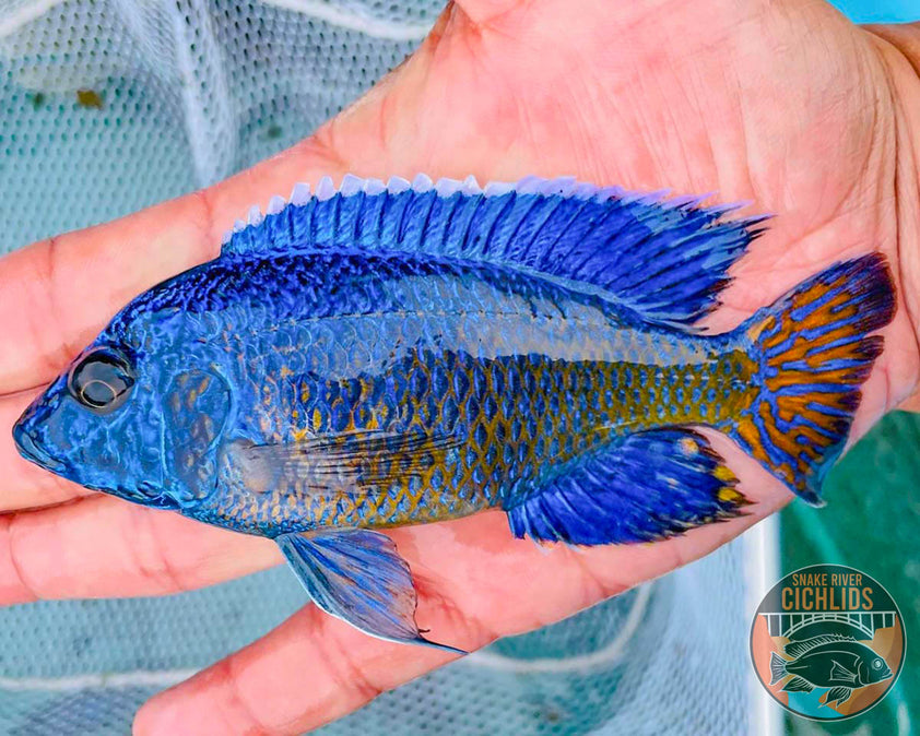 Ngara Flametail Peacock Cichlid – Snake River Cichlids