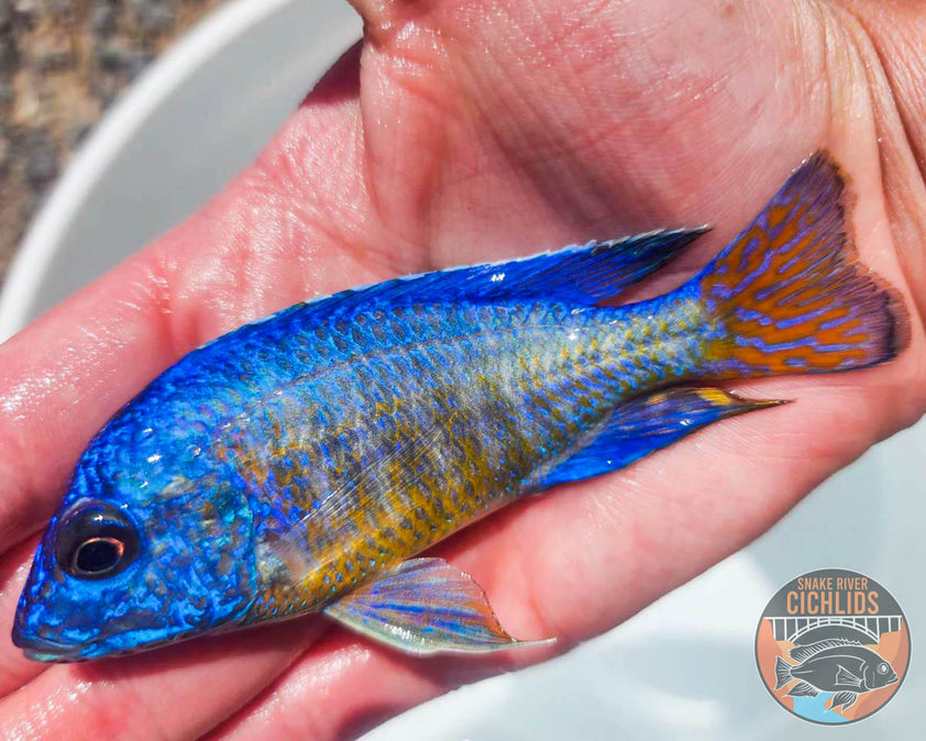 Ngara Flametail Peacock Cichlid – Snake River Cichlids