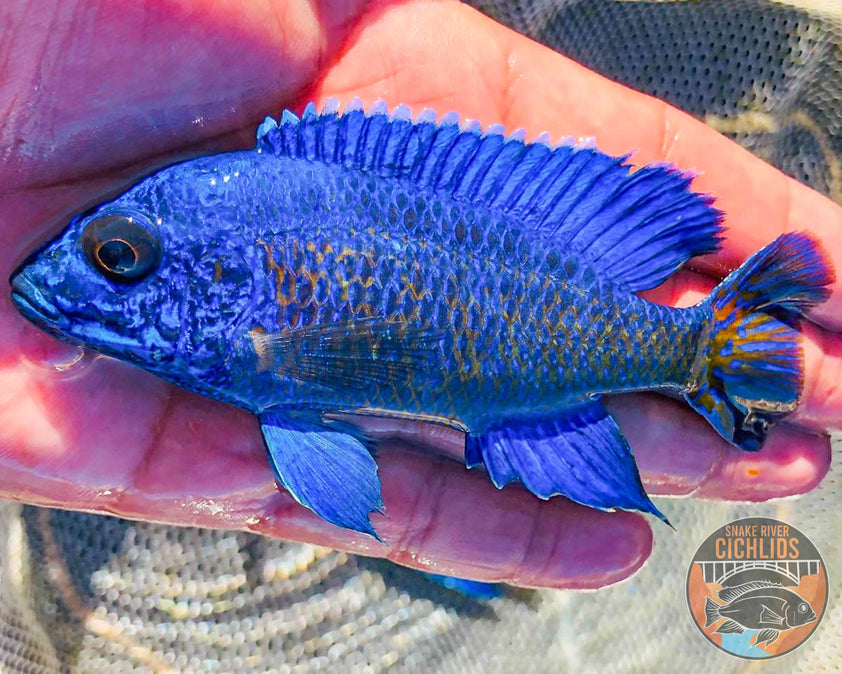 Ngara Flametail Peacock Cichlid – Snake River Cichlids