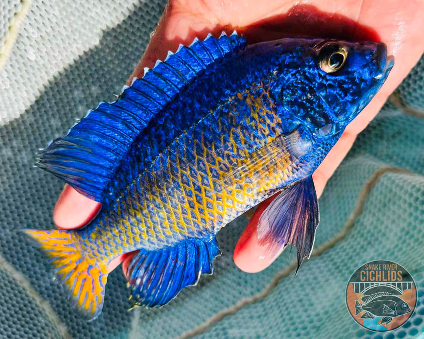 Ngara Flametail Peacock Cichlid – Snake River Cichlids