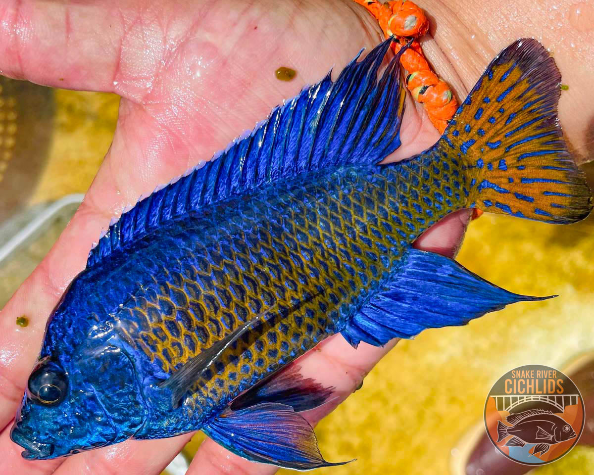 Ngara Flametail Peacock Cichlid – Snake River Cichlids