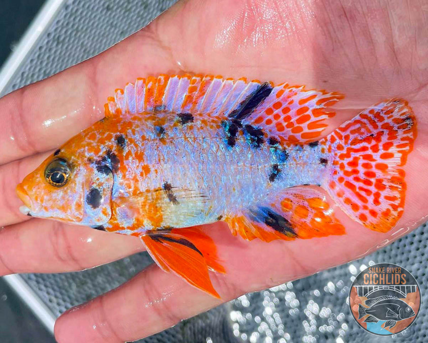 Platinum OB Cichlid – Snake River Cichlids