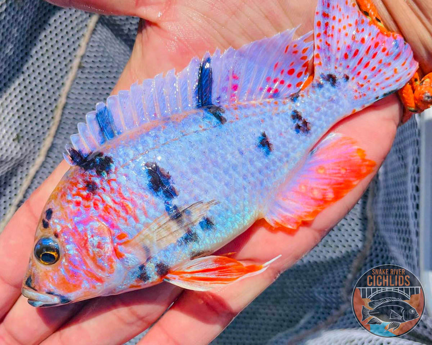 Platinum OB Cichlid – Snake River Cichlids