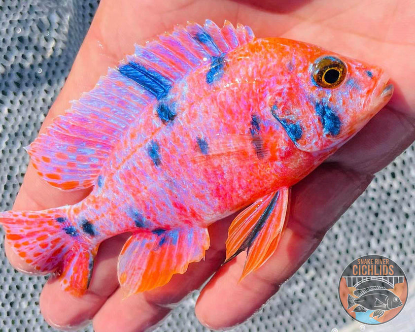 Platinum Raspberry OB Cichlid – Snake River Cichlids