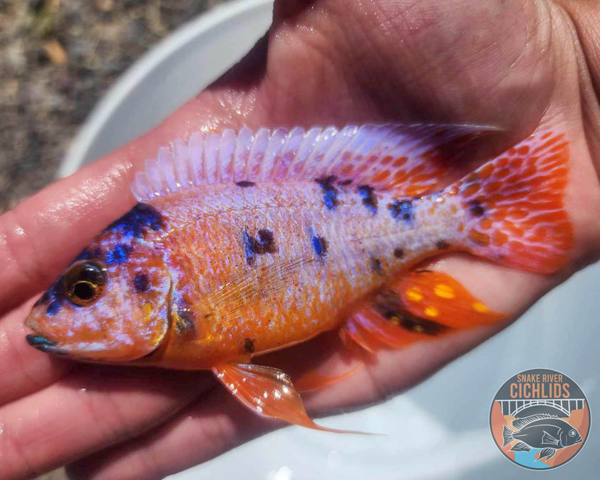 Platinum Raspberry OB Cichlid – Snake River Cichlids