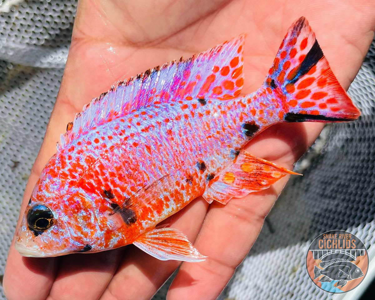 Platinum Raspberry OB Cichlid – Snake River Cichlids