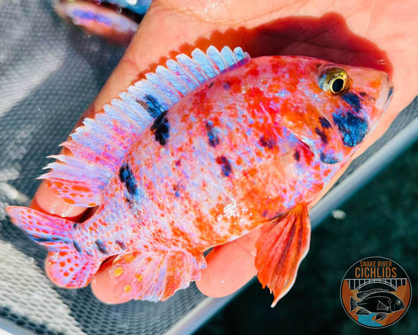 Platinum Raspberry OB Cichlid – Snake River Cichlids