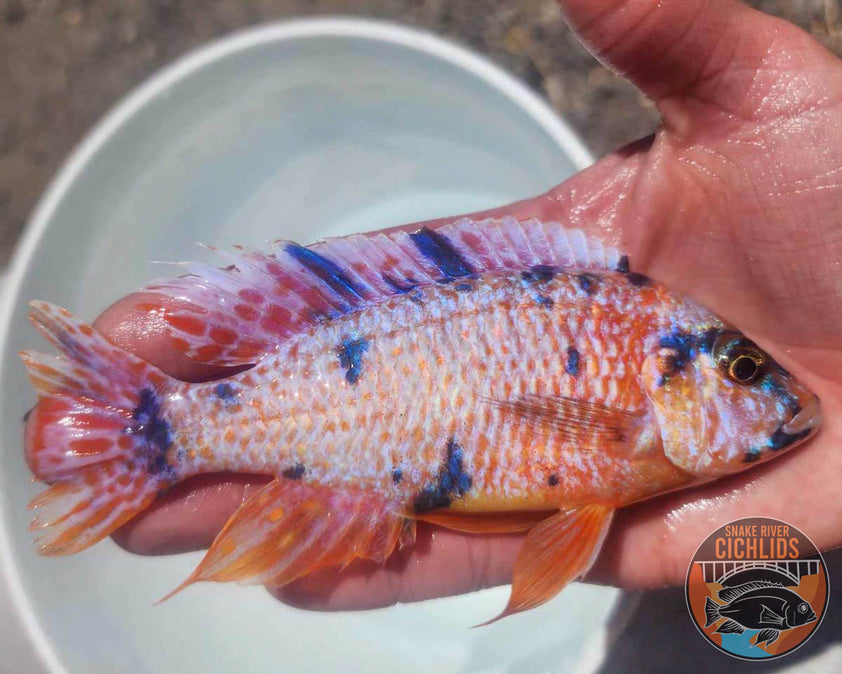 Platinum Raspberry OB Cichlid – Snake River Cichlids