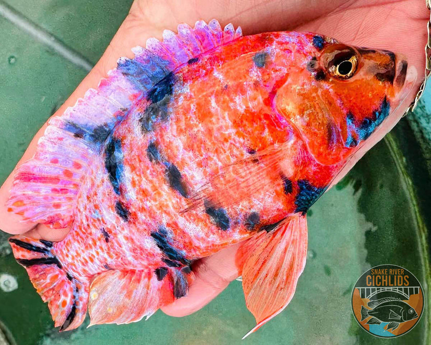 Platinum Raspberry OB Cichlid – Snake River Cichlids