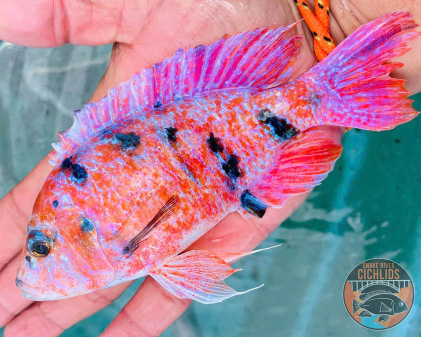 Platinum Raspberry OB Cichlid – Snake River Cichlids