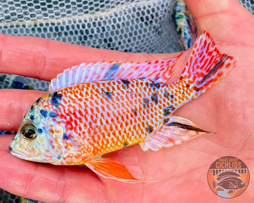 Platinum Red Empress OB Cichlid – Snake River Cichlids