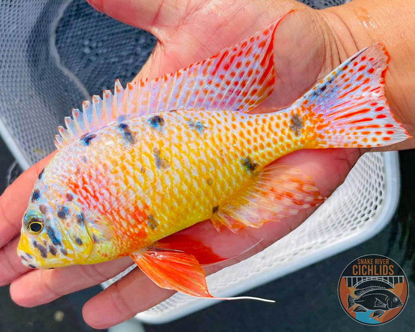 Platinum Red Empress OB Cichlid – Snake River Cichlids