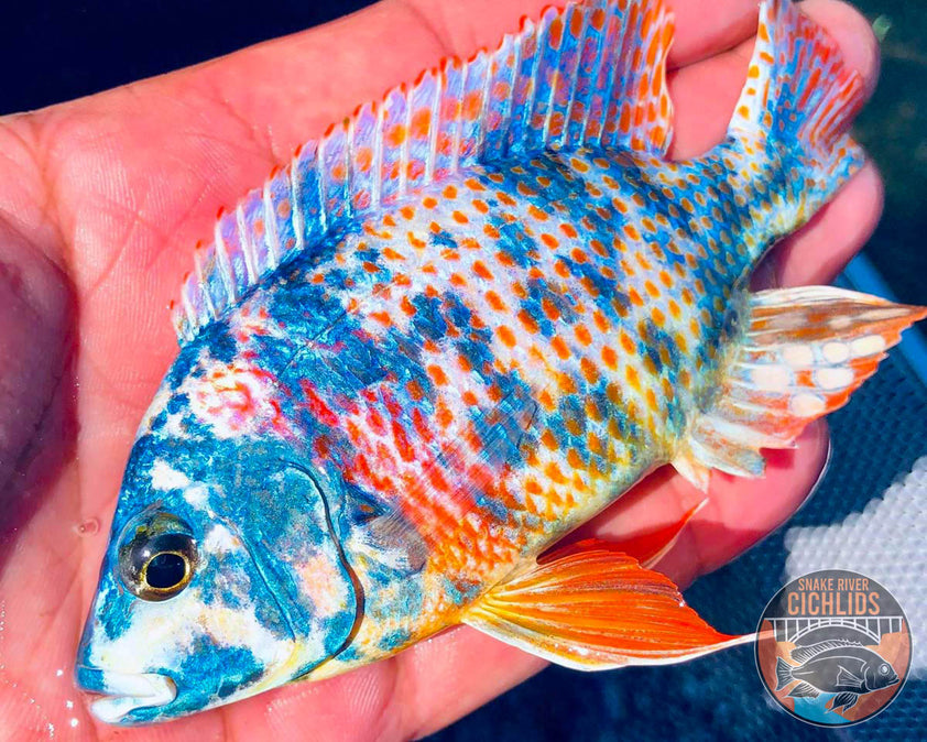 Platinum Red Empress OB Cichlid – Snake River Cichlids