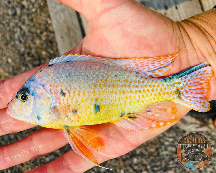 Platinum Red Empress OB Cichlid – Snake River Cichlids