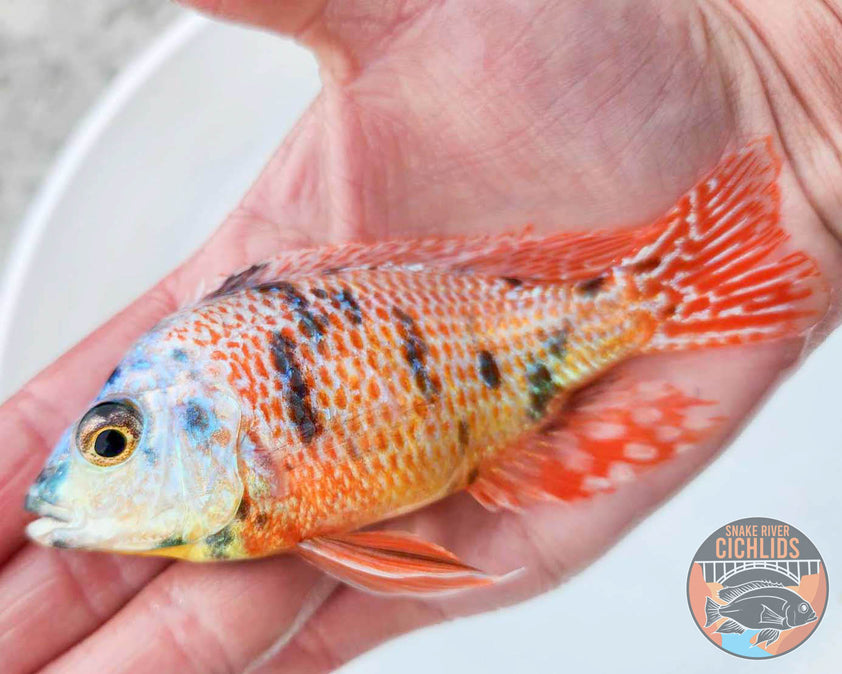Platinum Red Empress OB Cichlid – Snake River Cichlids