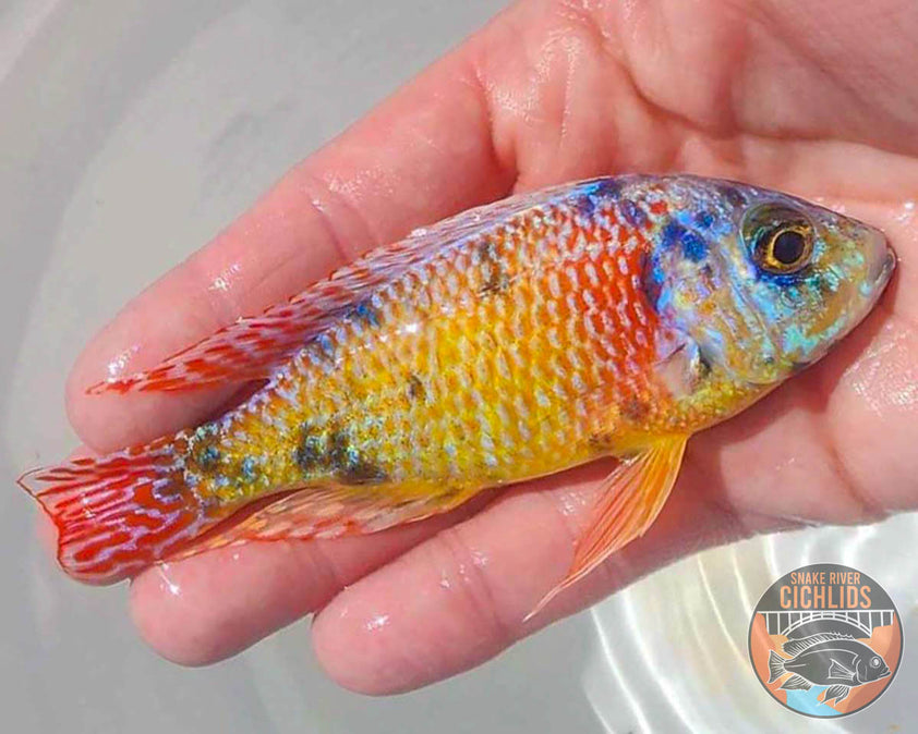 Platinum Red Empress OB Cichlid – Snake River Cichlids