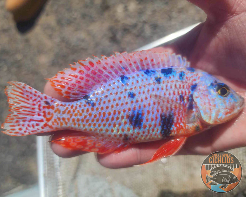 Platinum Red Empress OB Cichlid – Snake River Cichlids