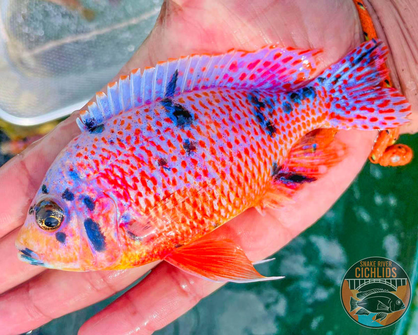 Platinum Red Empress OB Cichlid – Snake River Cichlids