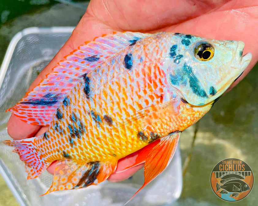 Platinum Red Empress OB Cichlid – Snake River Cichlids