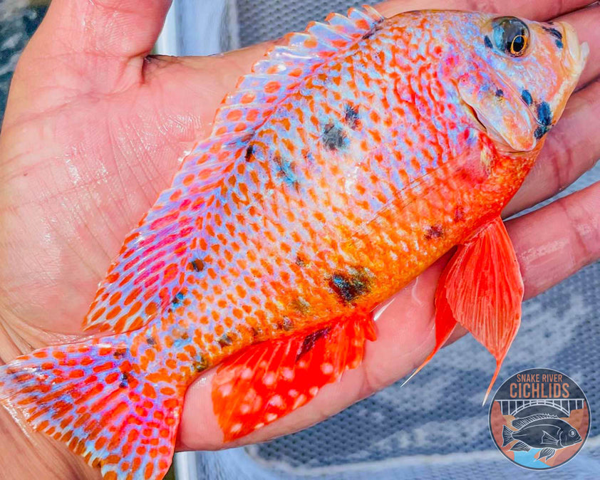 Platinum Red Empress OB Cichlid – Snake River Cichlids