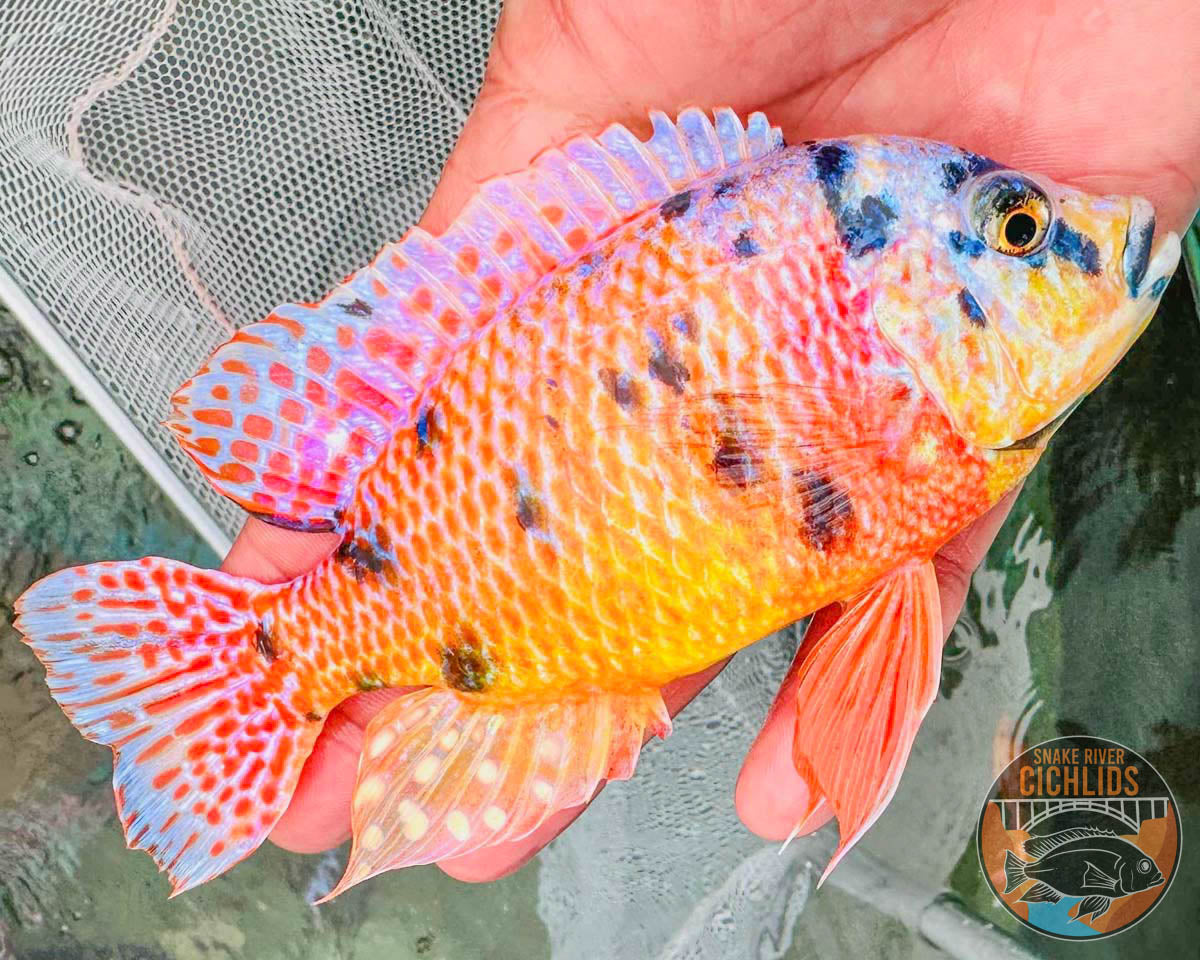 Platinum Red Empress OB Cichlid – Snake River Cichlids