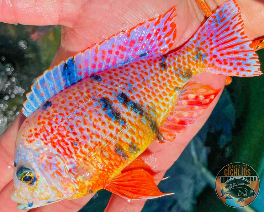 Platinum Red Empress OB Cichlid – Snake River Cichlids