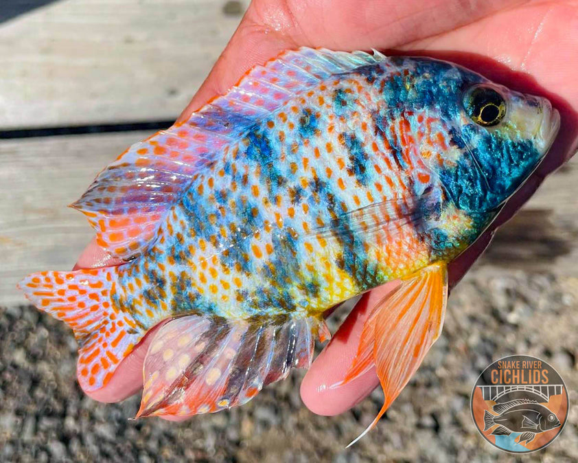 Platinum Red Empress OB Cichlid – Snake River Cichlids