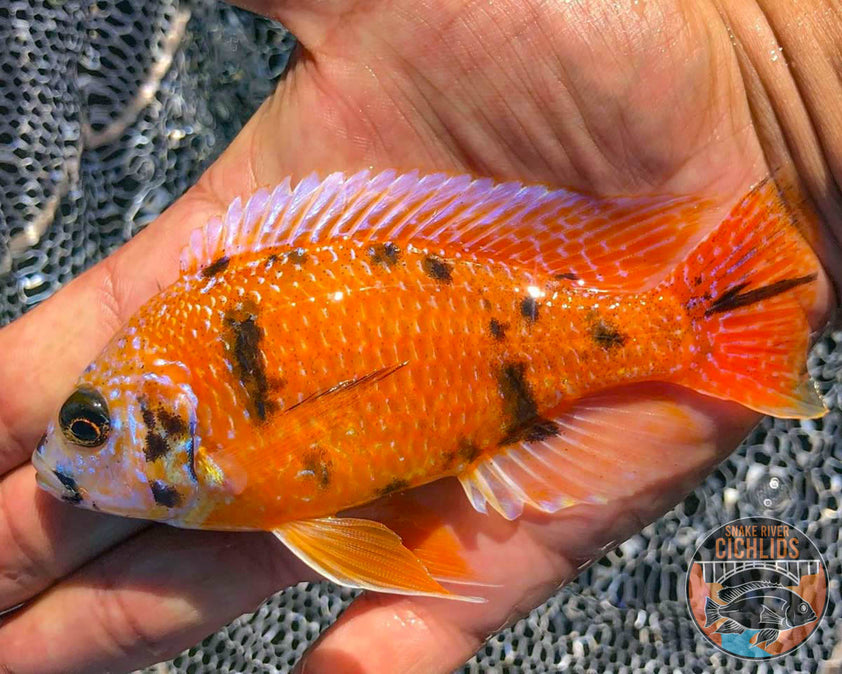 Platinum Red Fin Borleyi OB Cichlid – Snake River Cichlids