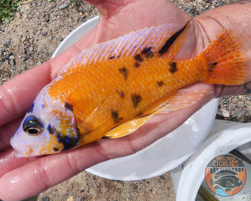 Platinum Red Fin Borleyi OB Cichlid – Snake River Cichlids