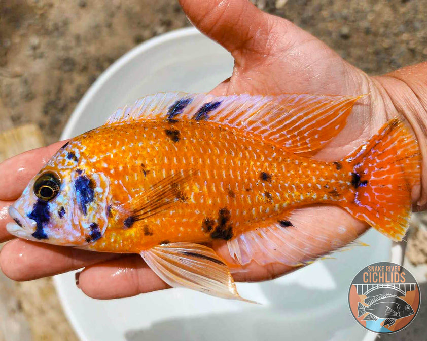 Platinum Red Fin Borleyi OB Cichlid – Snake River Cichlids