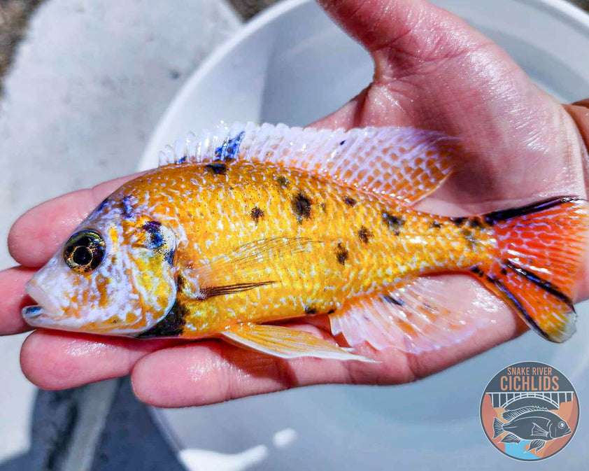 Platinum Red Fin Borleyi OB Cichlid – Snake River Cichlids