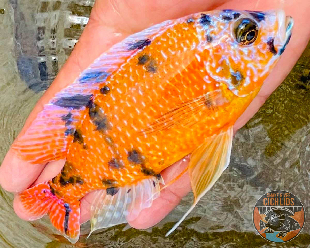 Platinum Red Fin Borleyi OB Cichlid – Snake River Cichlids