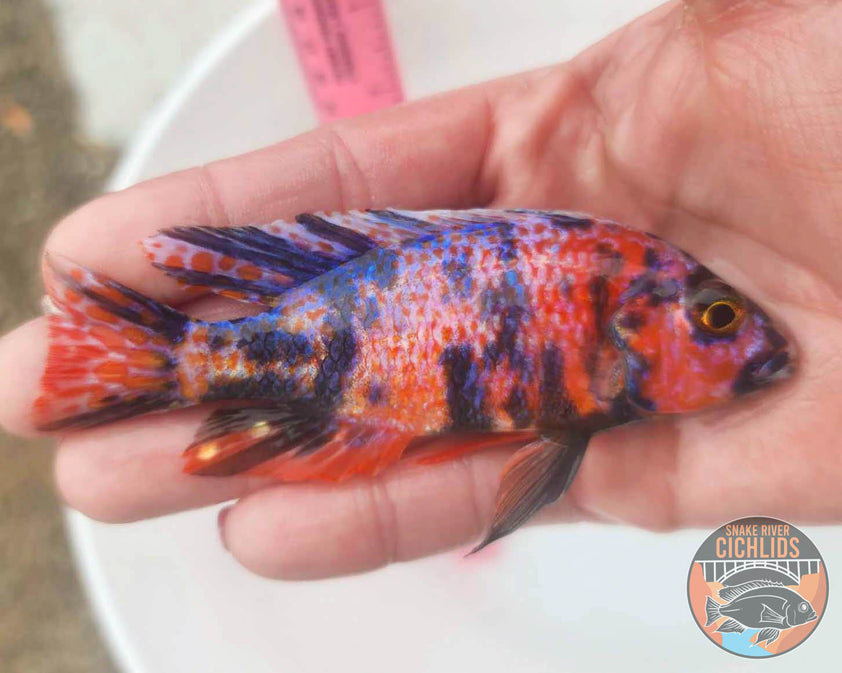 Raspberry OB Cichlid – Snake River Cichlids